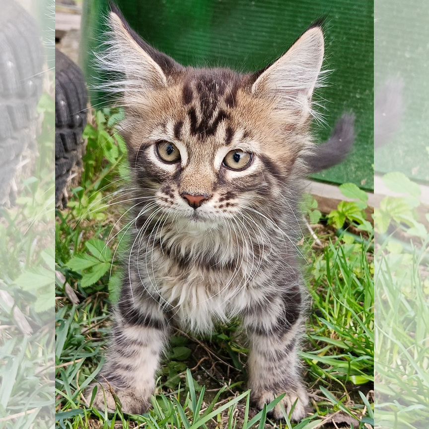 Мейн-кун котёнок