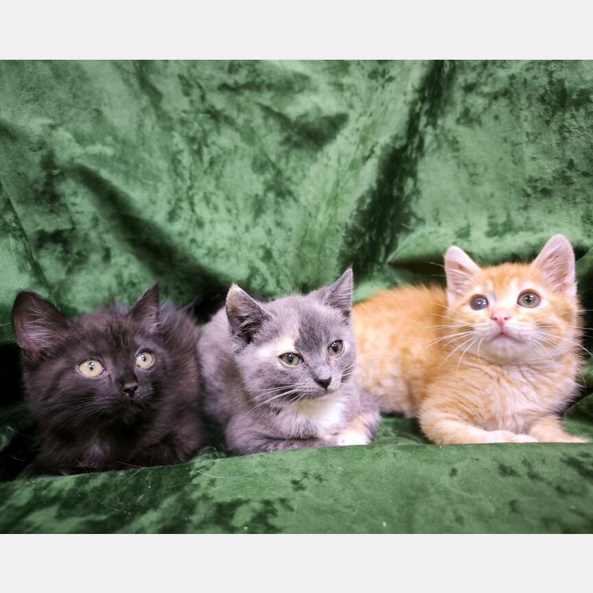 Котята