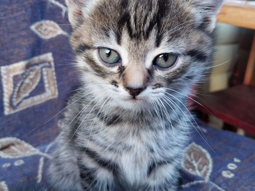 Котята