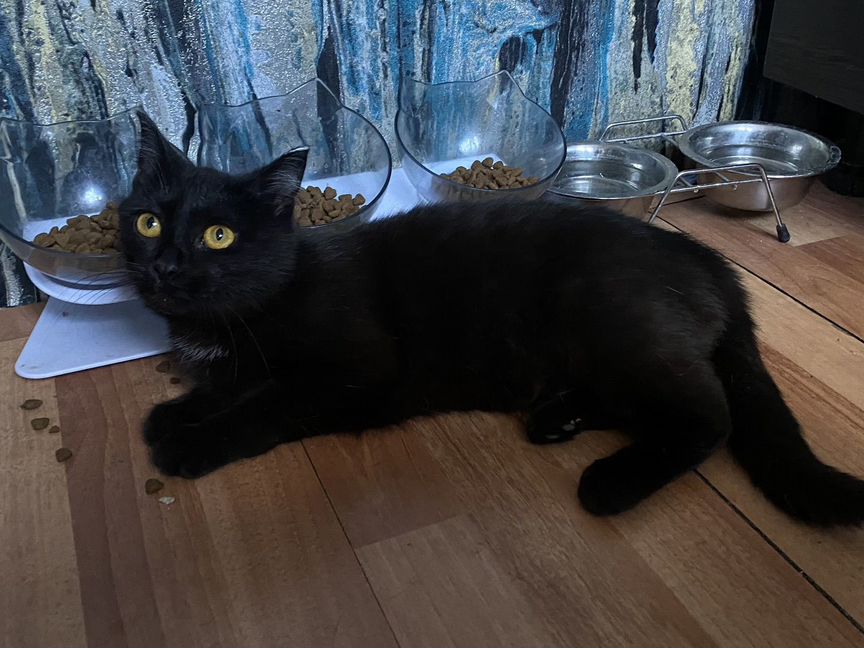 Кошка