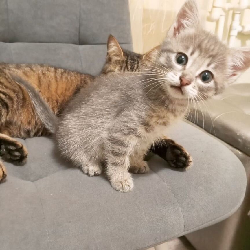 Отдам котят в добрые руки