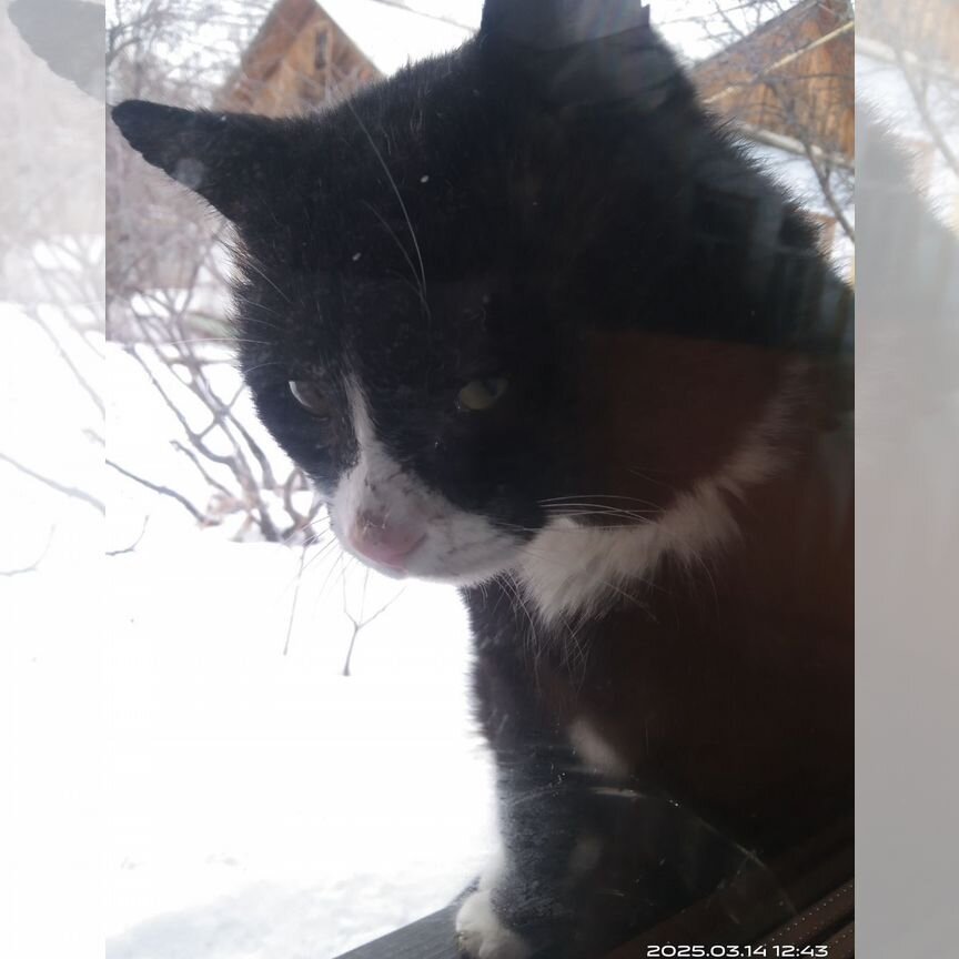 Кот Вася