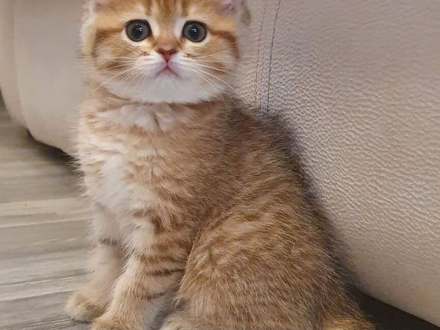 Котёнок -Британская прямоухая шиншилла, бесплатно