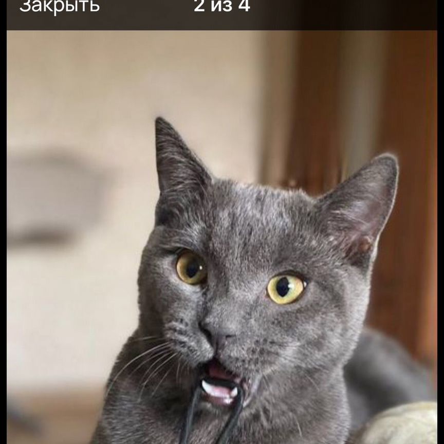 Британский кот серый