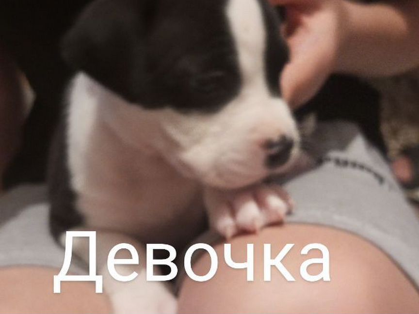 Щенки американского стаффорда