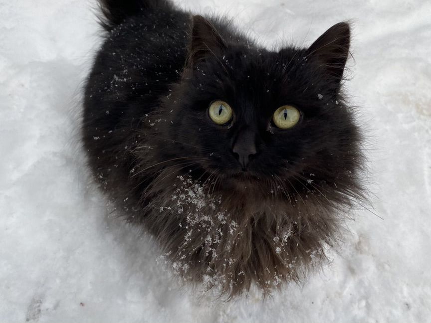 Котенок подросток отдам в хорошие руки