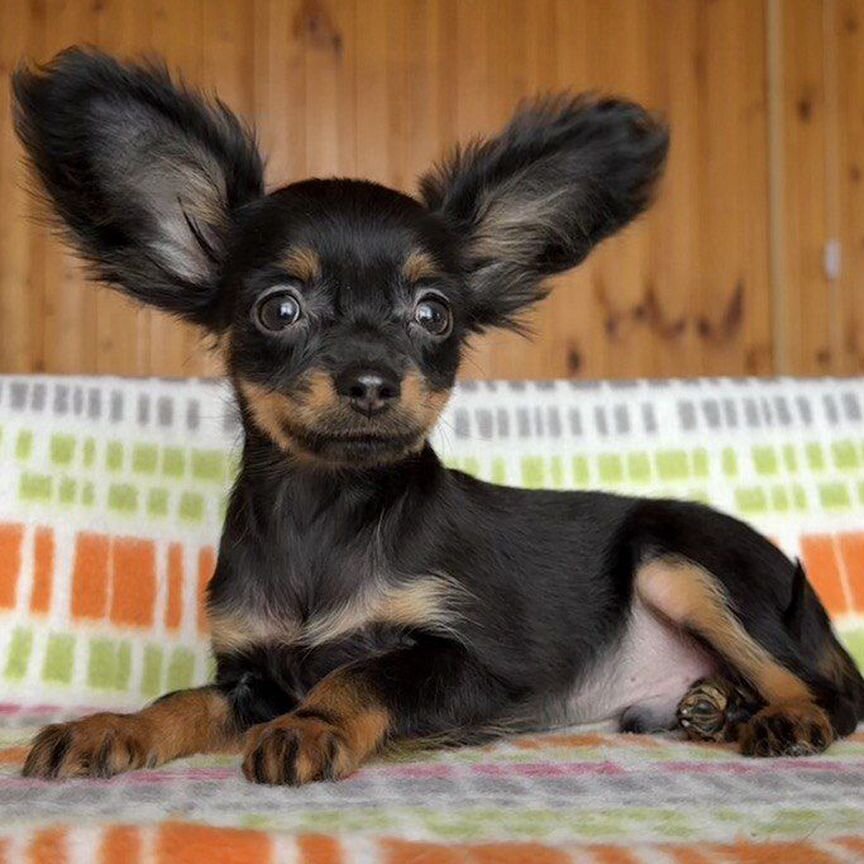 Русский той-терьер, щенок