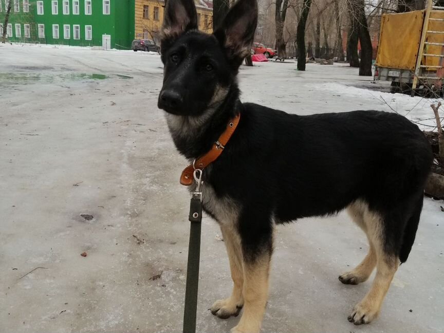 Девочка вео 5 месяца