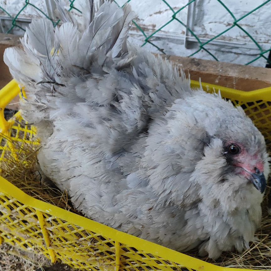 Куры молодки амераукана