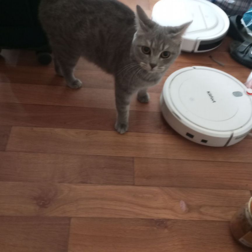Кошка породистая