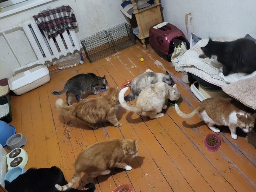 Помощь приюту, сбор на лечение котика