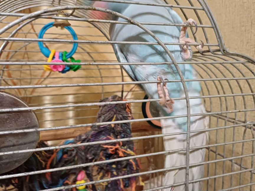 Ожереловый попугай самец