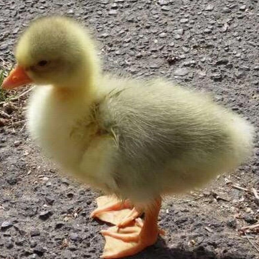 Гусята серые крупные