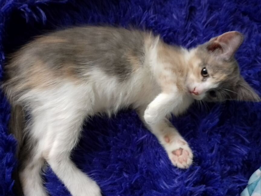 Отдам двух котят, девочек