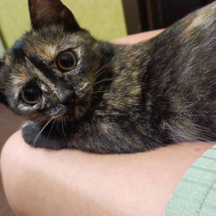 Много разных котят в добрые руки