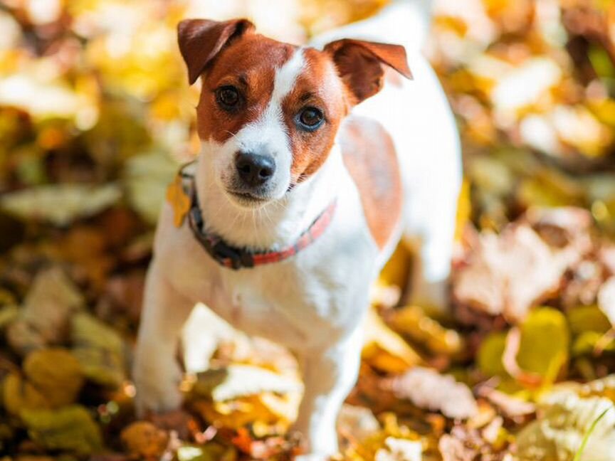 Щенки Джек-Рассел Терьера