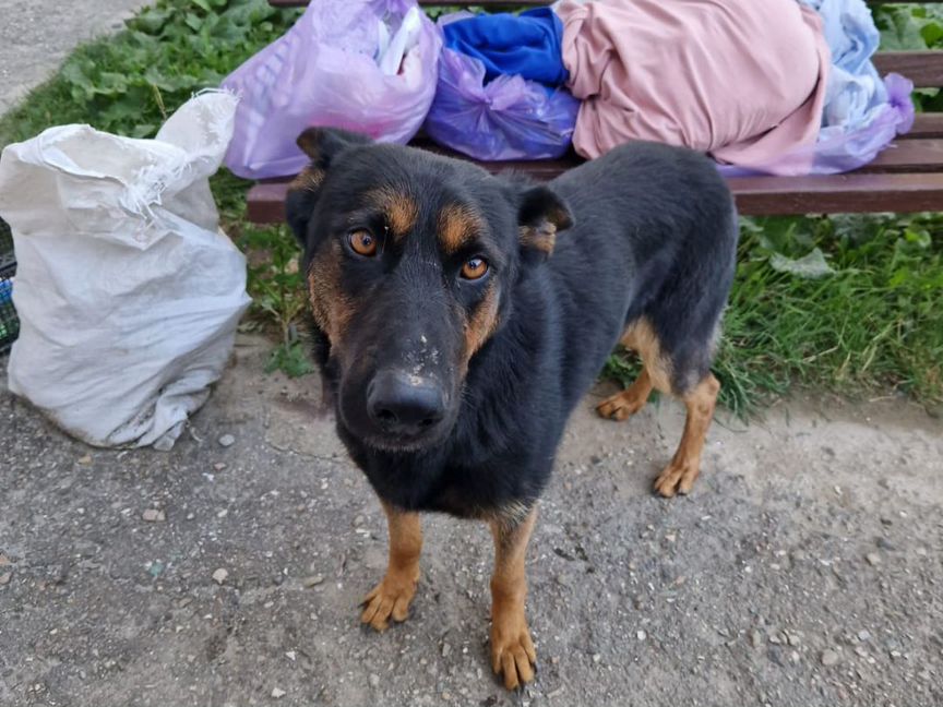 Чья потеряшка