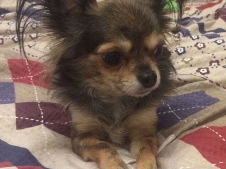 Чихуахуа бесплатно в добрые руки