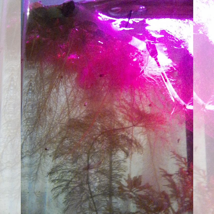 Гуппи,пистия