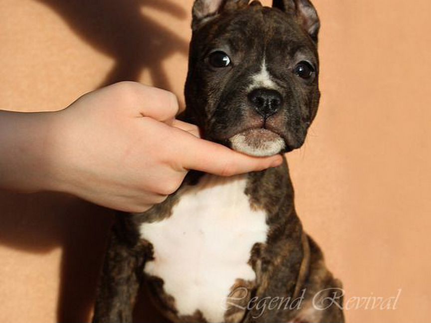 Тигровая девочка Ам. Стафф