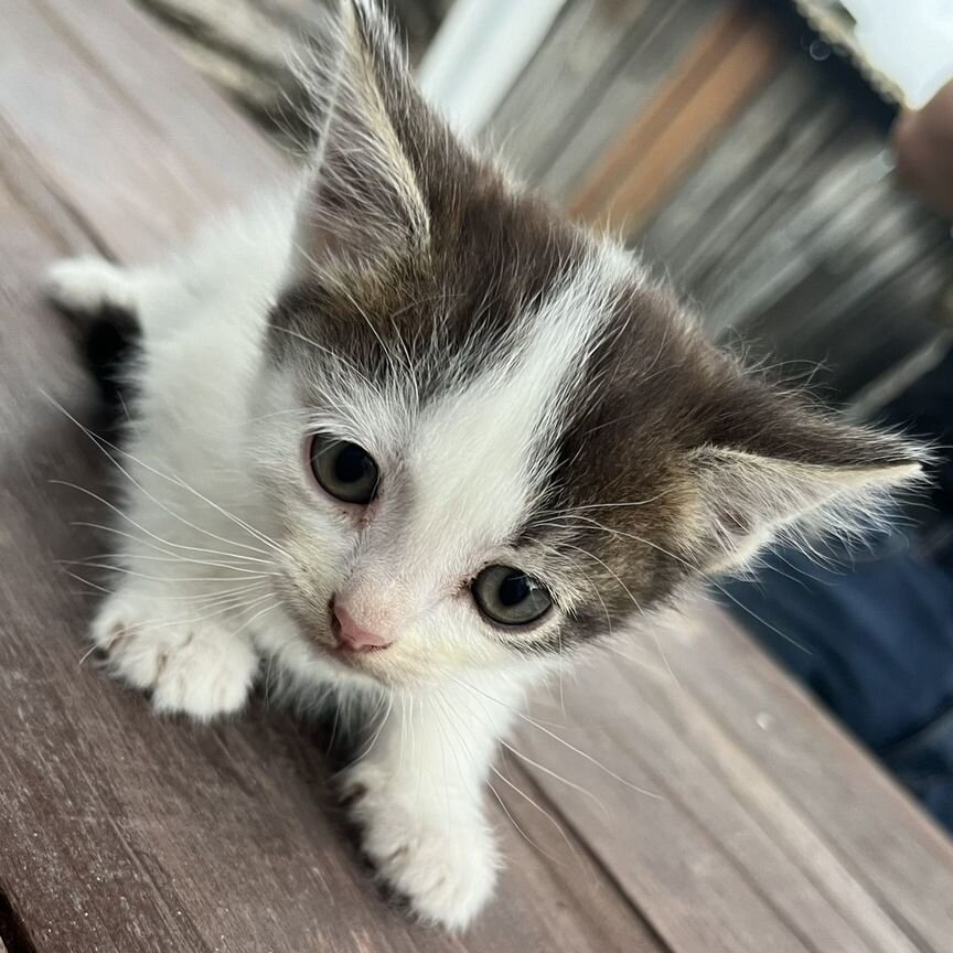 Котятки в добрые руки