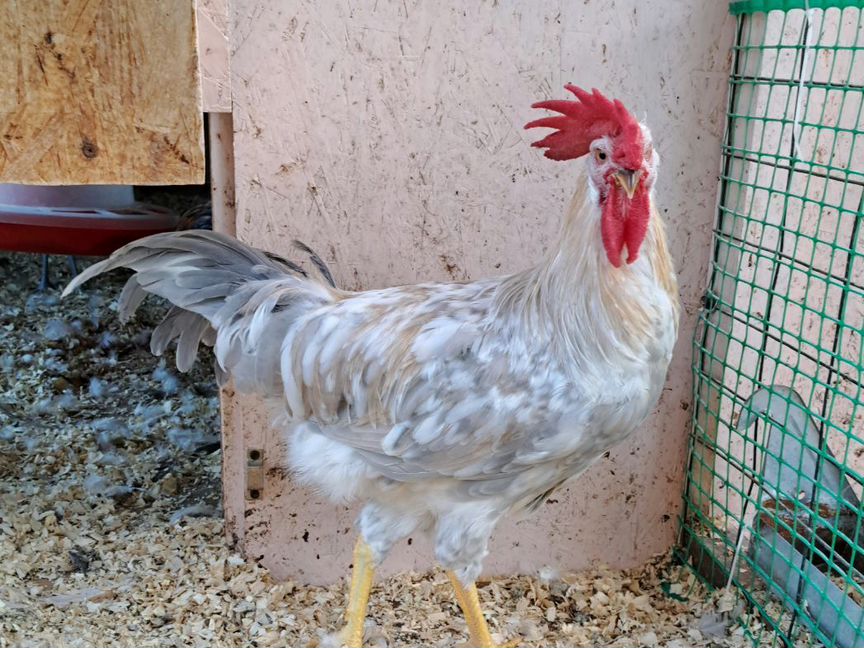 Петушок леггорн- изабелла парцеляновая