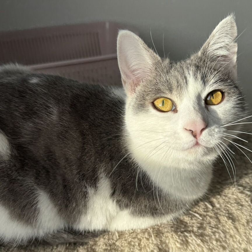 Взрослый кот в добрые руки