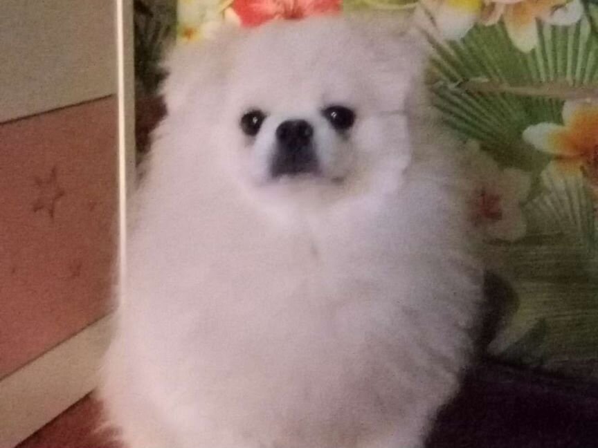 Шпиц вязка