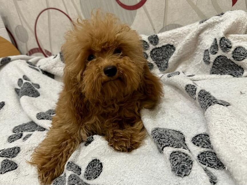 Той-пудель девочка Джесси