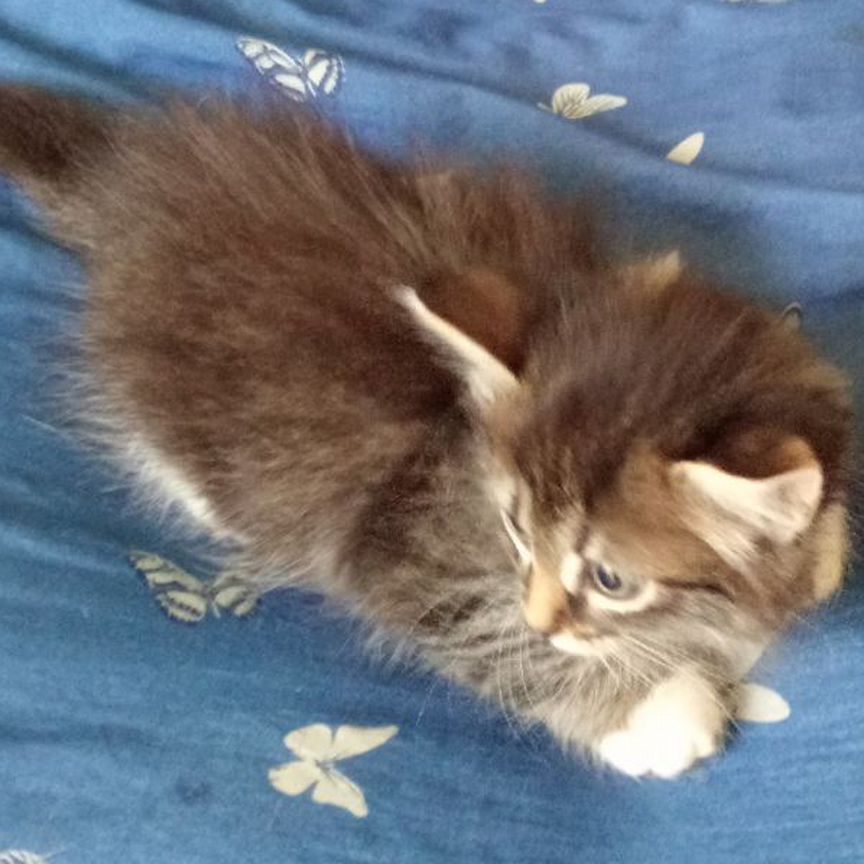 Кошка