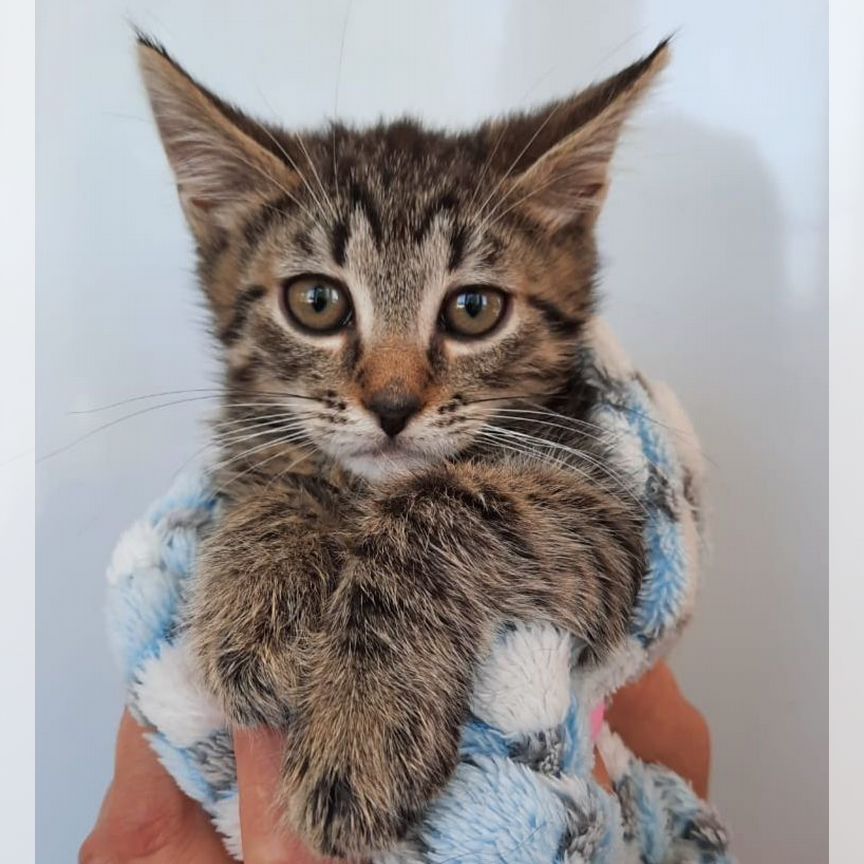 Котёнок мальчик в добрые руки