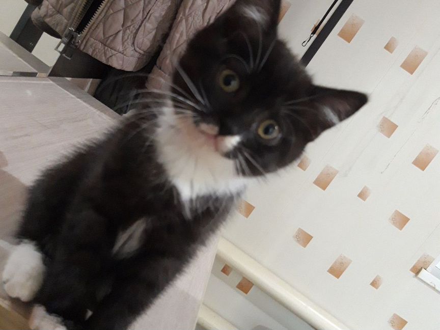 2 котика, мама британка фото 4