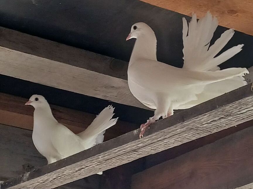 Продажа голубей