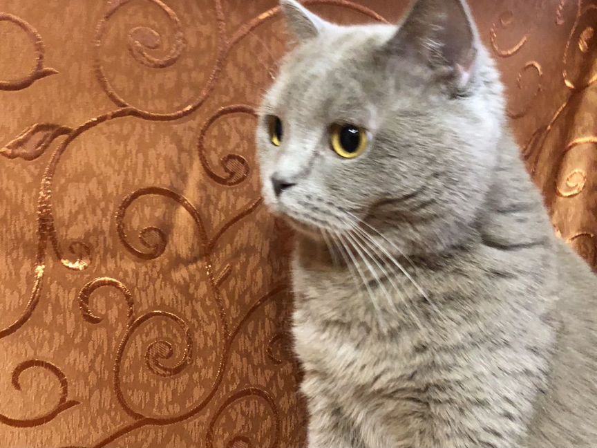 Кошечка в добрые руки