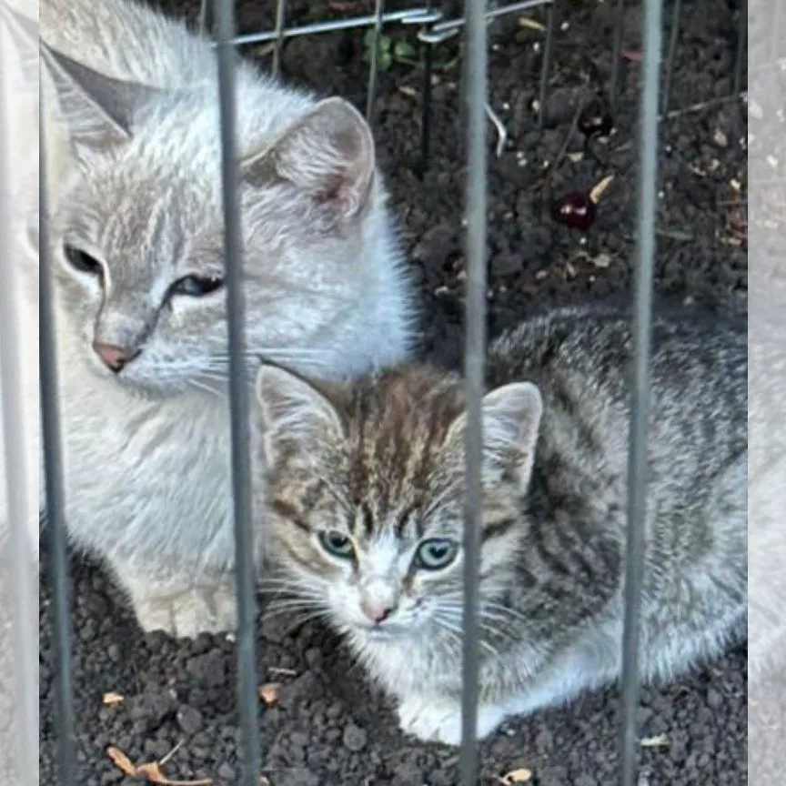 Шикарный котенок и его мама - кошка