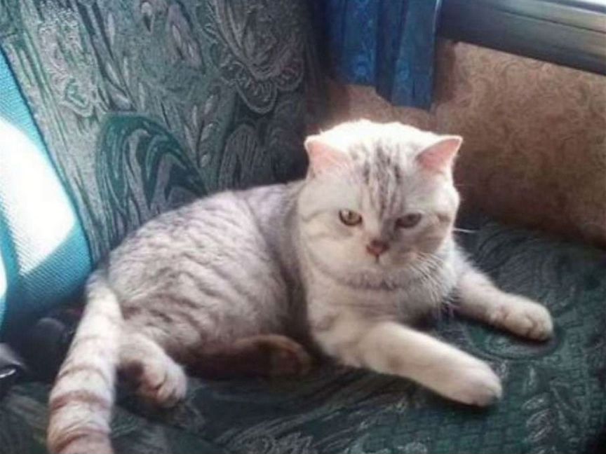 Вязка с шотландским котом (северо-запад)