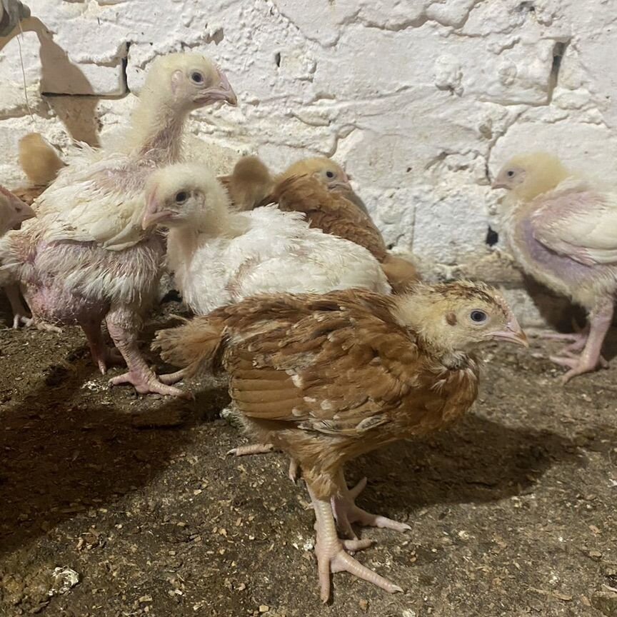 Цыплята ред бро