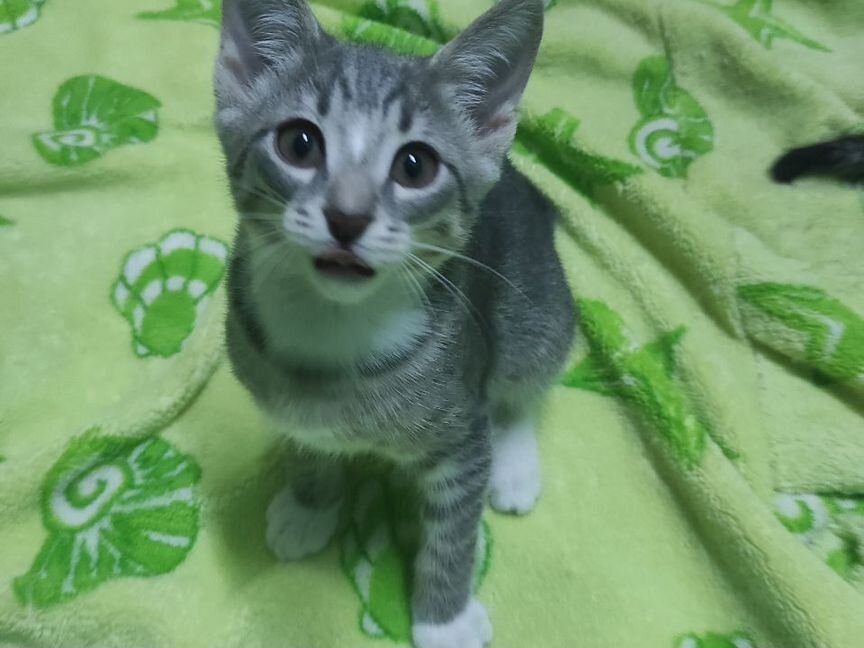 Котенок ищет дом
