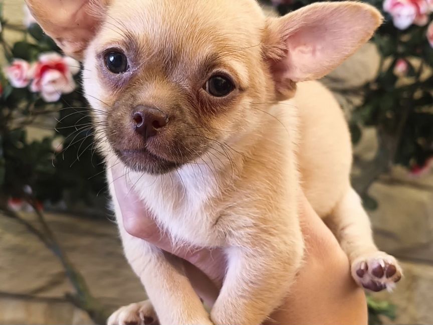 Чихуахуа мальчики красавчики