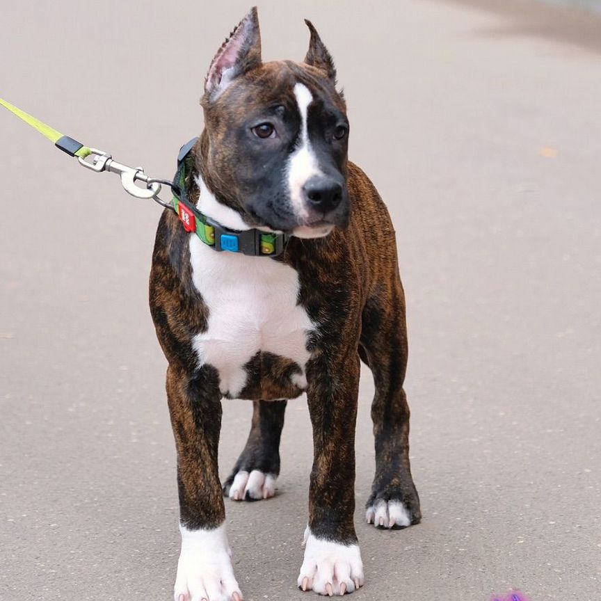 Американский стаффордширский терьер, щенок