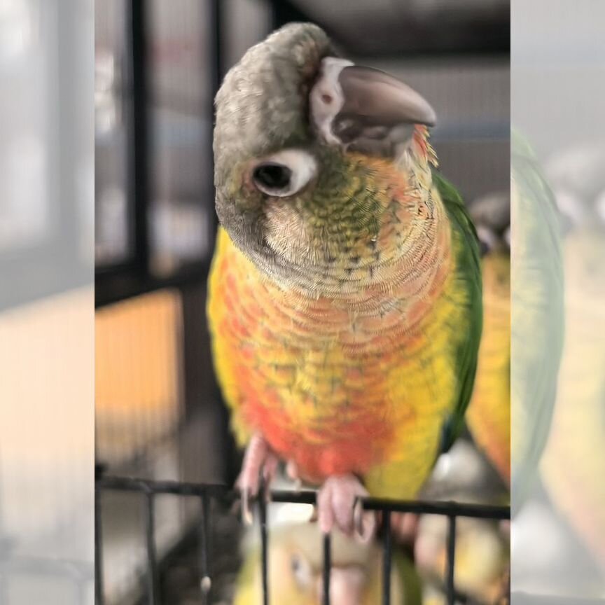 Попугай пиррура выкормыш ручной