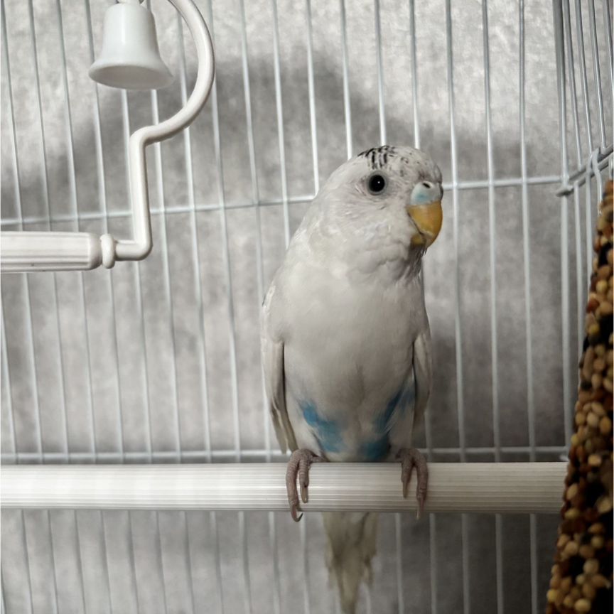 Волнистый попугай