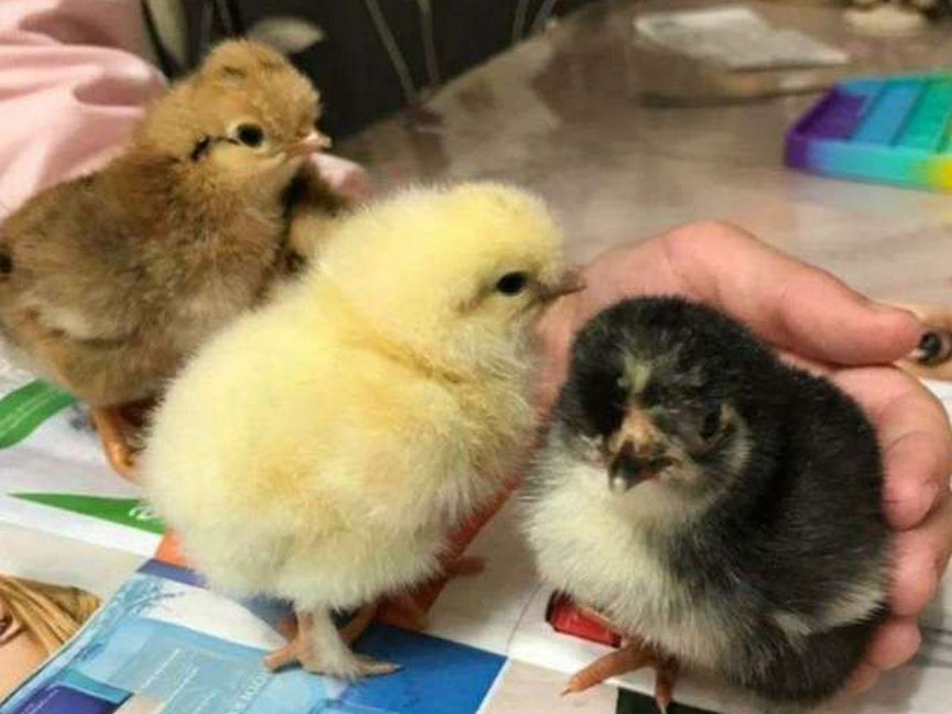 Цыплята домашние, деревенские