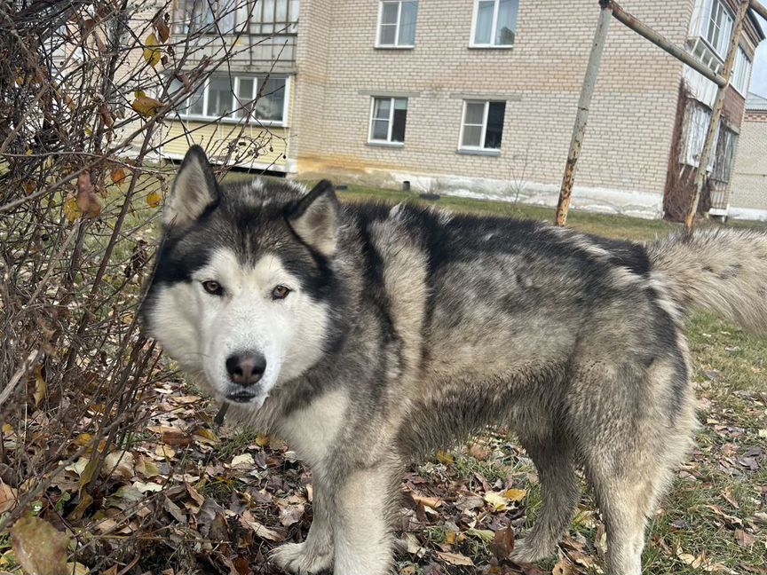 Хаски парень ищет дом