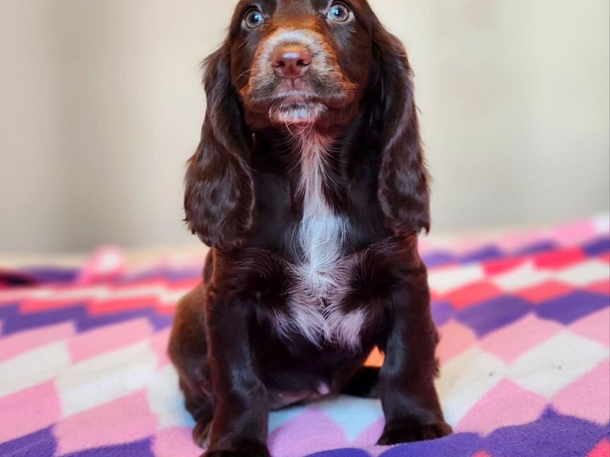 Щеночки Русского Спаниеля