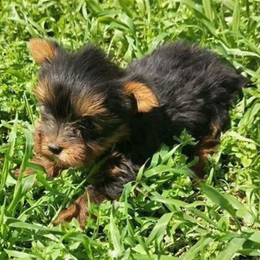 Щенки Йоркширского терьера мини