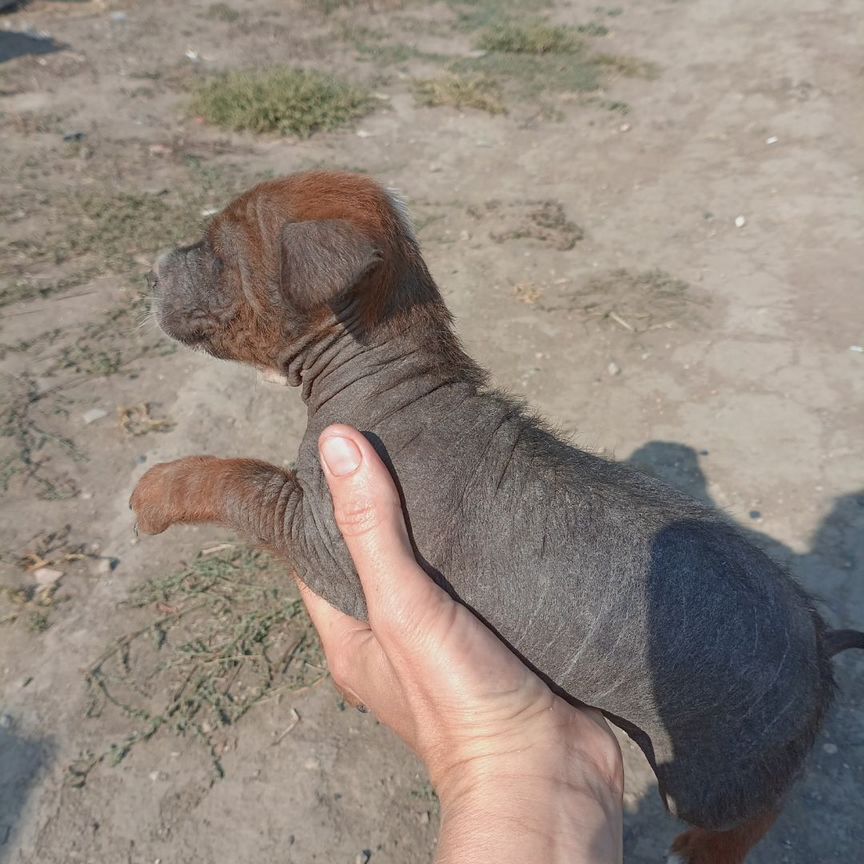 Кутята бесплатно в добрые руки