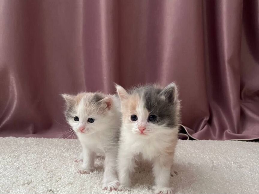 Котята курильский бобтейл