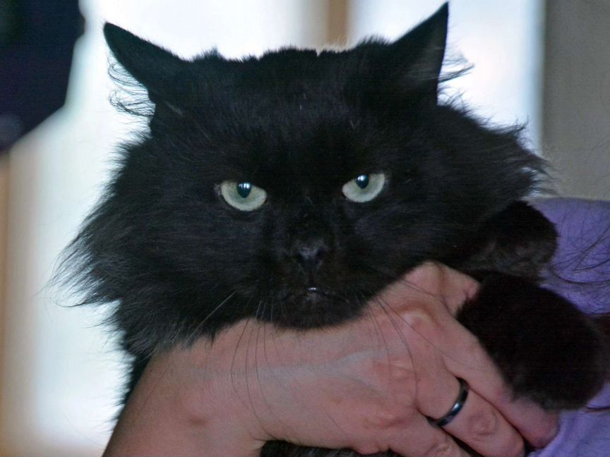 Котик Черныш ищет дом