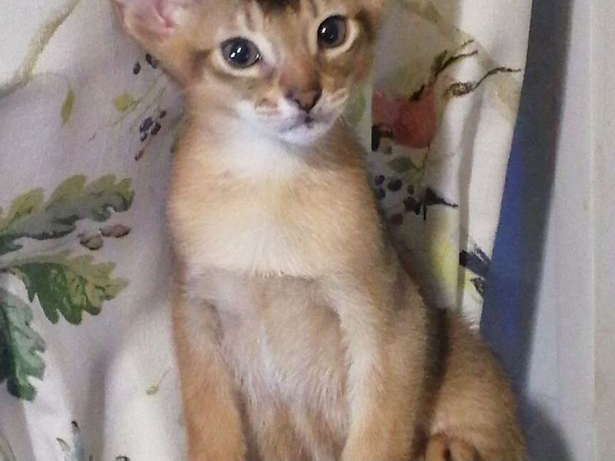 Абиссинские котята соррель/ дикий